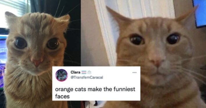 The Funniest Pics Of “Cats Making Funny Faces”